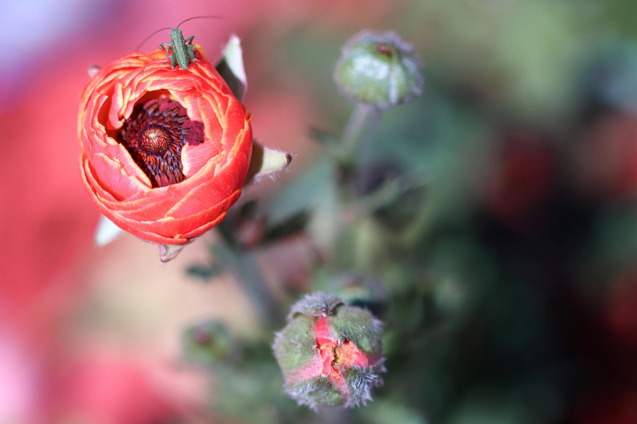 Ranunculus Flower Orange Blossom - Free photo on Pixabay
