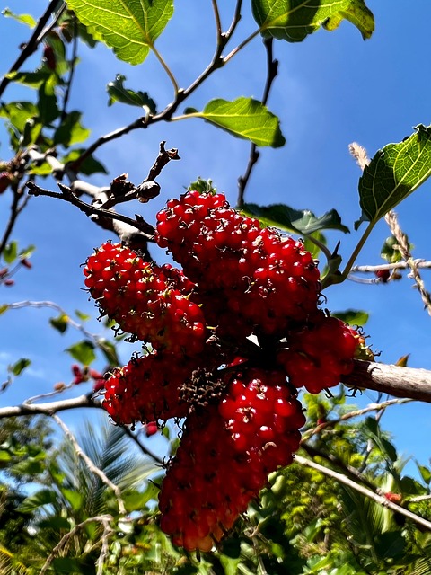 Moras Frutos Rojos Mora - Foto gratis en Pixabay - Pixabay