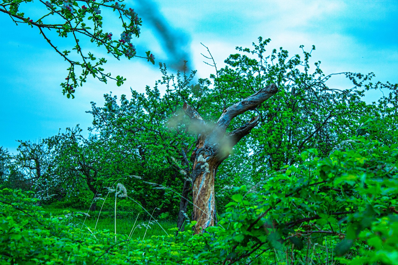 Nature Fleurir Arbre Sur Le - Photo gratuite sur Pixabay - Pixabay