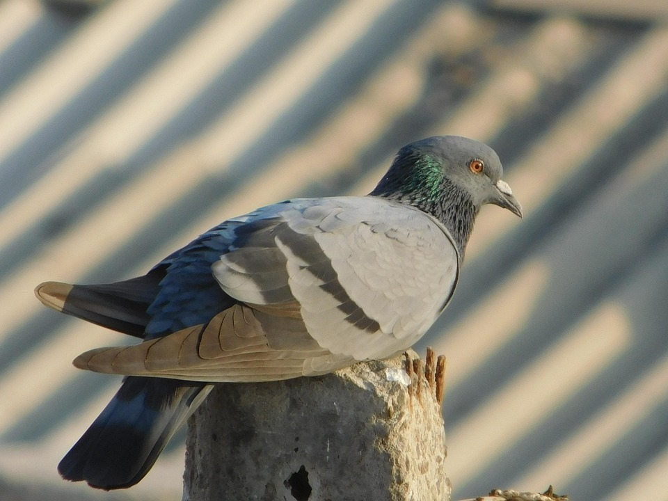 Burung Ilmu Merpati Bulu - Foto gratis di Pixabay - Pixabay