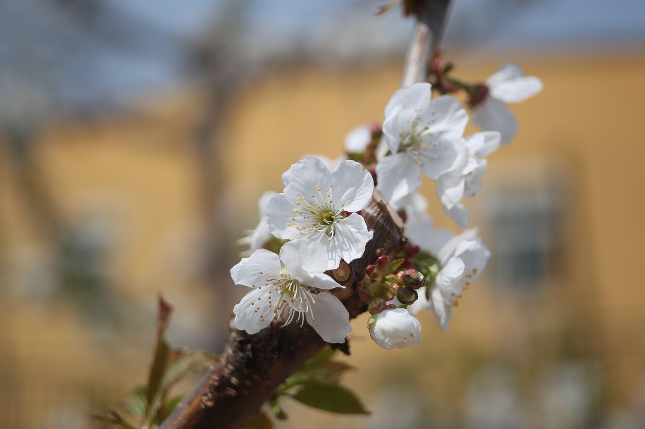 Flowers Petals Buds Spring - Free photo on Pixabay - Pixabay