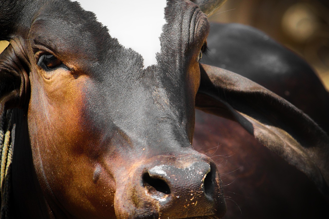 Vaca Gado Animal - Foto gratuita no Pixabay - Pixabay