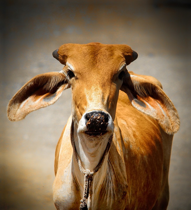Cow Cattle Animal - Free photo on Pixabay