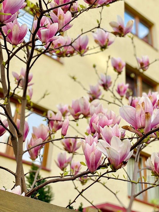 Flowers Spring Tree - Free photo on Pixabay - Pixabay