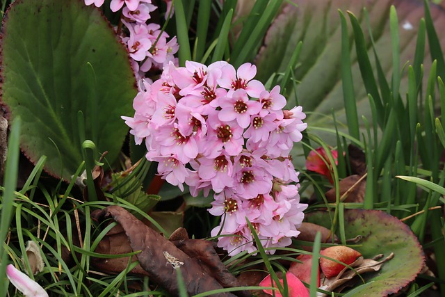 Plant Natural Gardening - Free photo on Pixabay - Pixabay