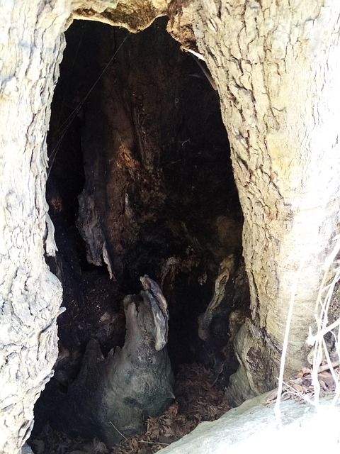 Cave Nature Tree - Free photo on Pixabay - Pixabay
