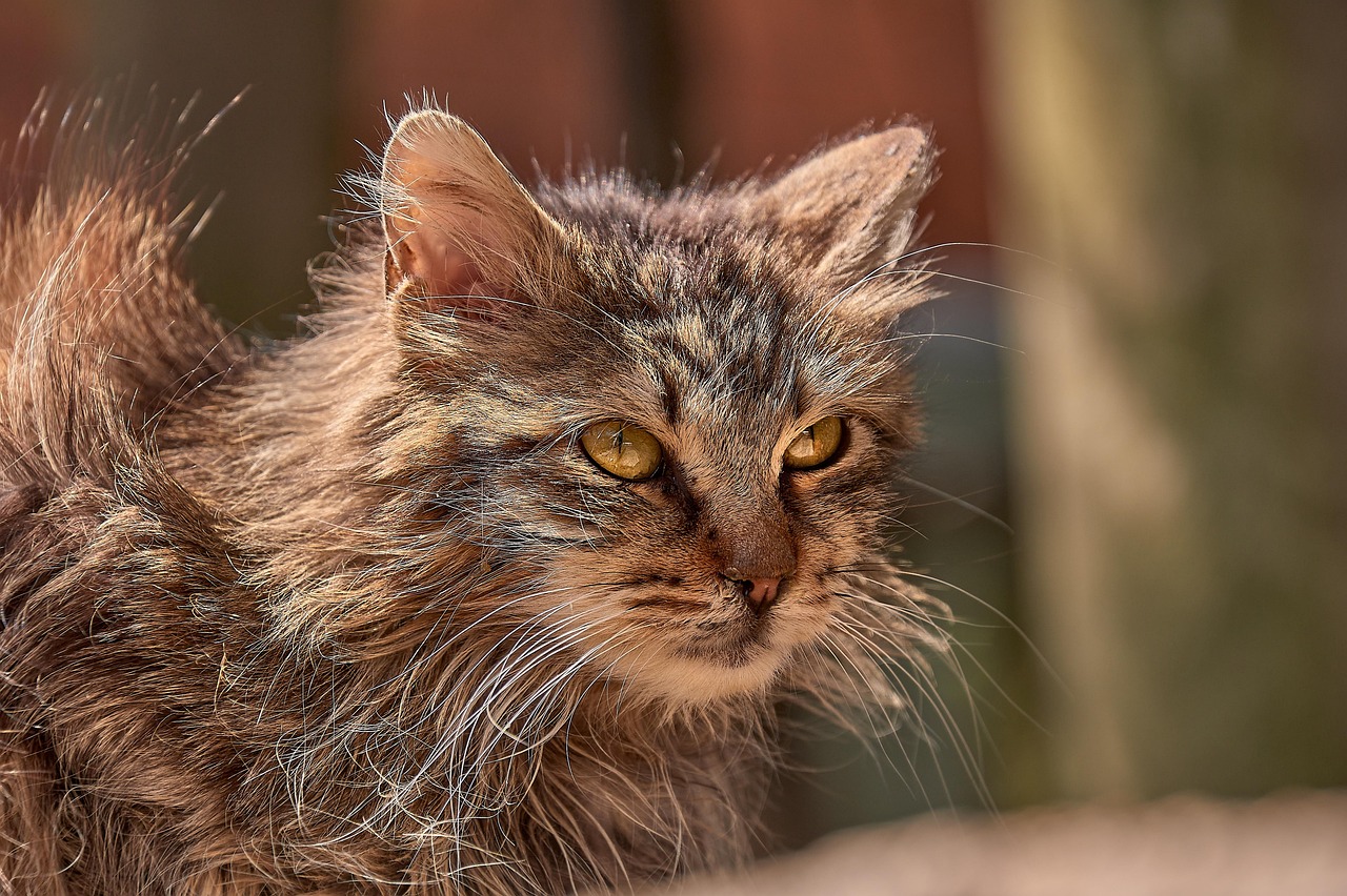 Cat Animal De Compagnie - Photo gratuite sur Pixabay - Pixabay