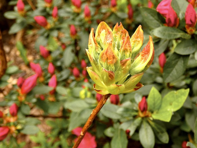 Flower Yellow Azalea - Free photo on Pixabay - Pixabay