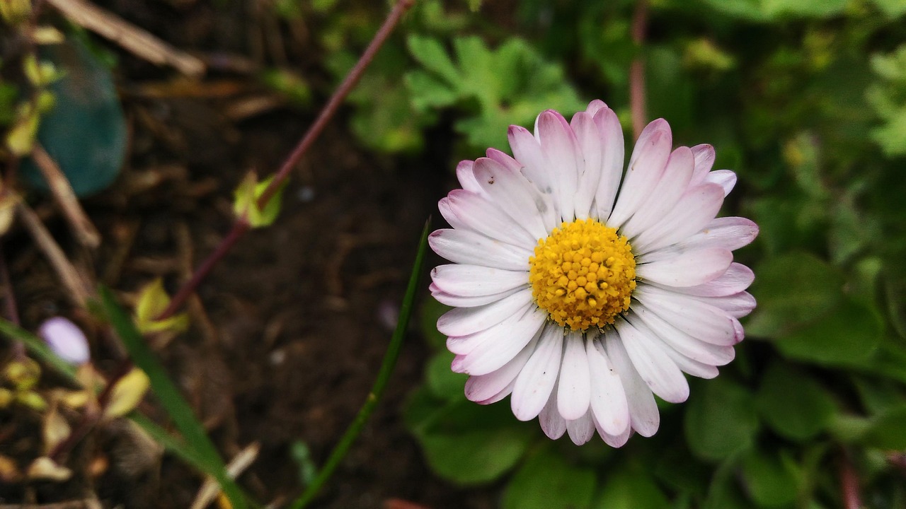 Flower Daisy Grass - Free photo on Pixabay - Pixabay
