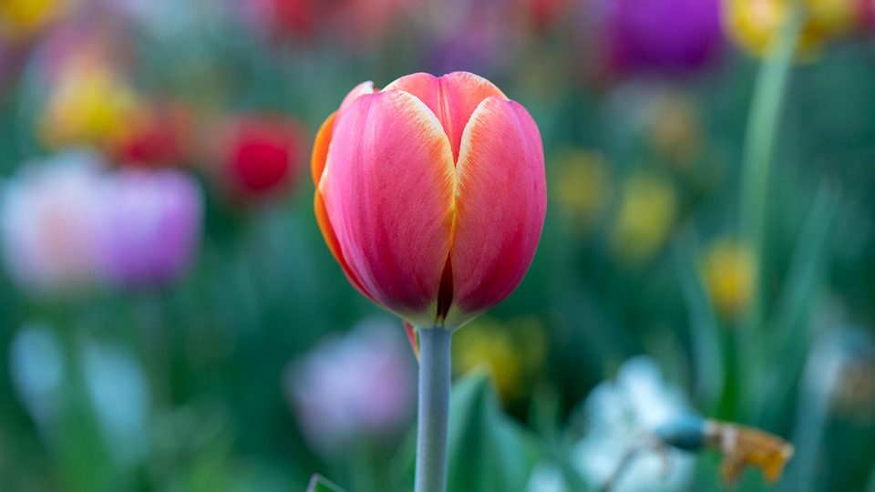 Tulpe Blume Pflanze - Kostenloses Foto auf Pixabay