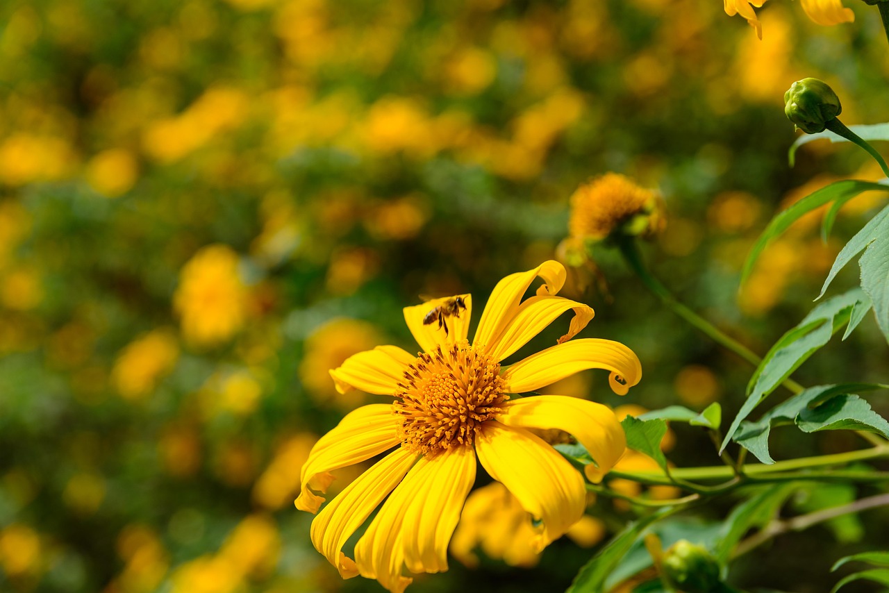 Flower Bee Pollination - Free photo on Pixabay - Pixabay
