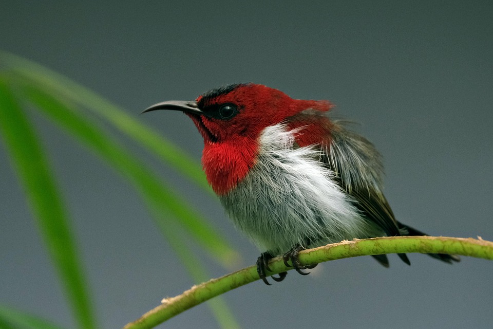 Bird Beak Feathers - Free photo on Pixabay - Pixabay
