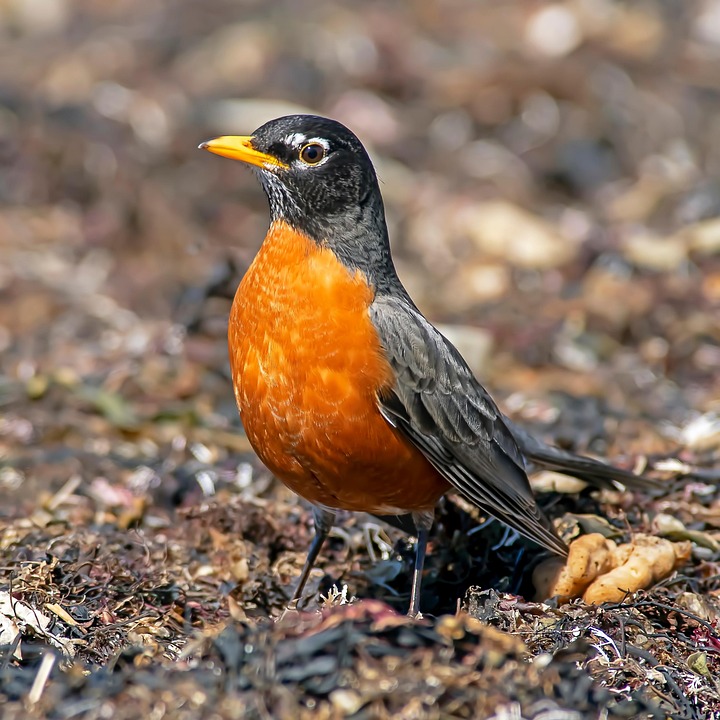 Bird Ornithology American Robin - Free photo on Pixabay - Pixabay