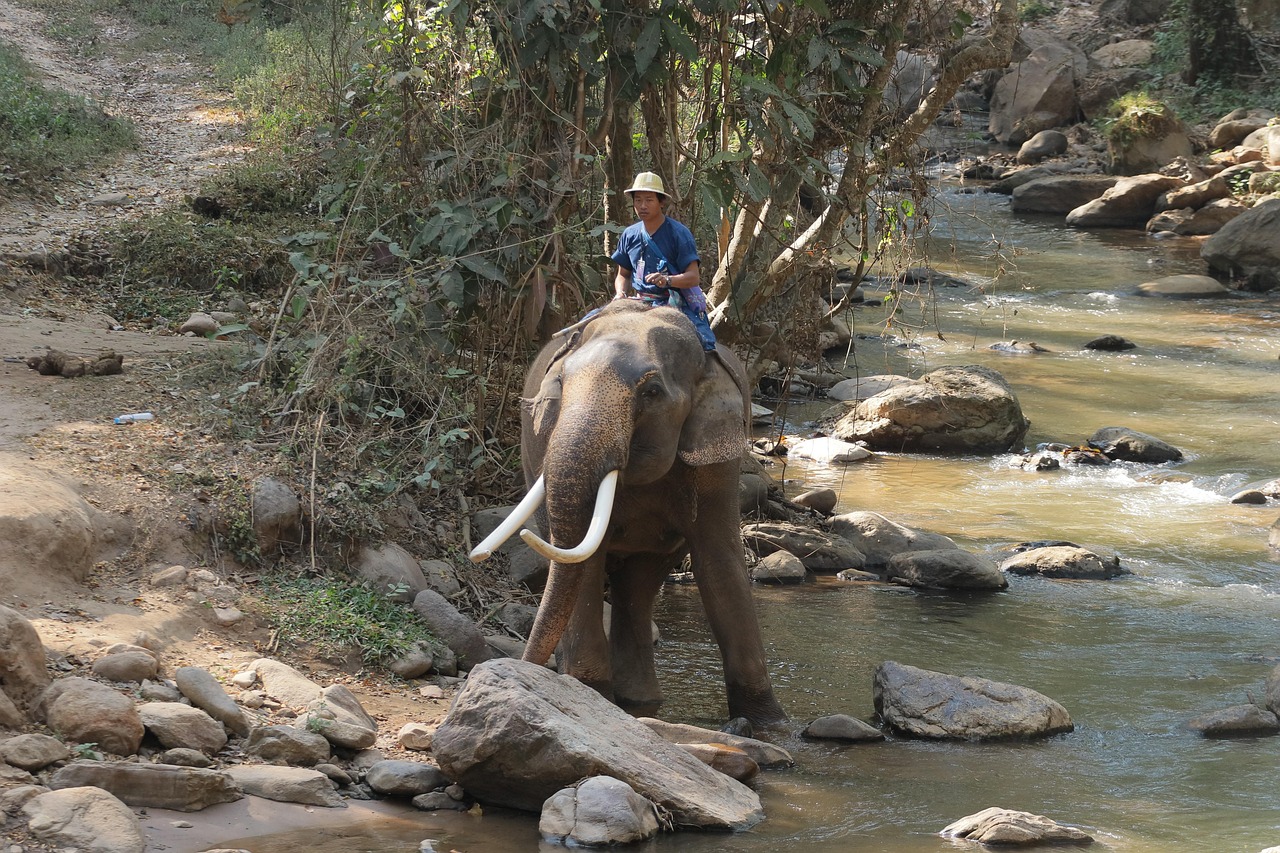 Adventure Animal Asia - Free photo on Pixabay - Pixabay