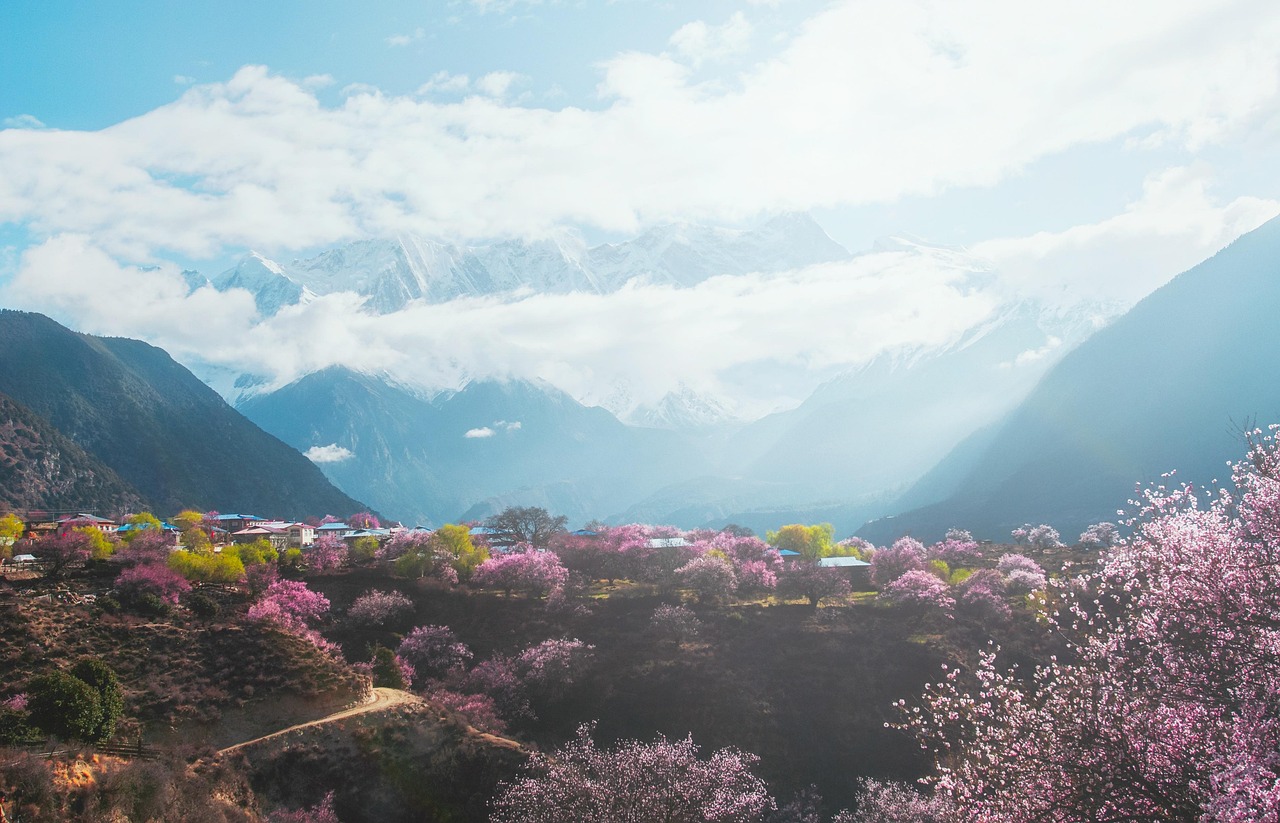 Lin Zhi Peach Blossom Tibet - Free photo on Pixabay