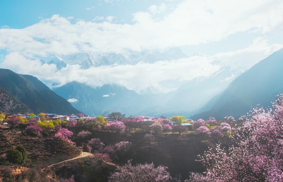 Lin Zhi Peach Blossom Tibet - Free photo on Pixabay