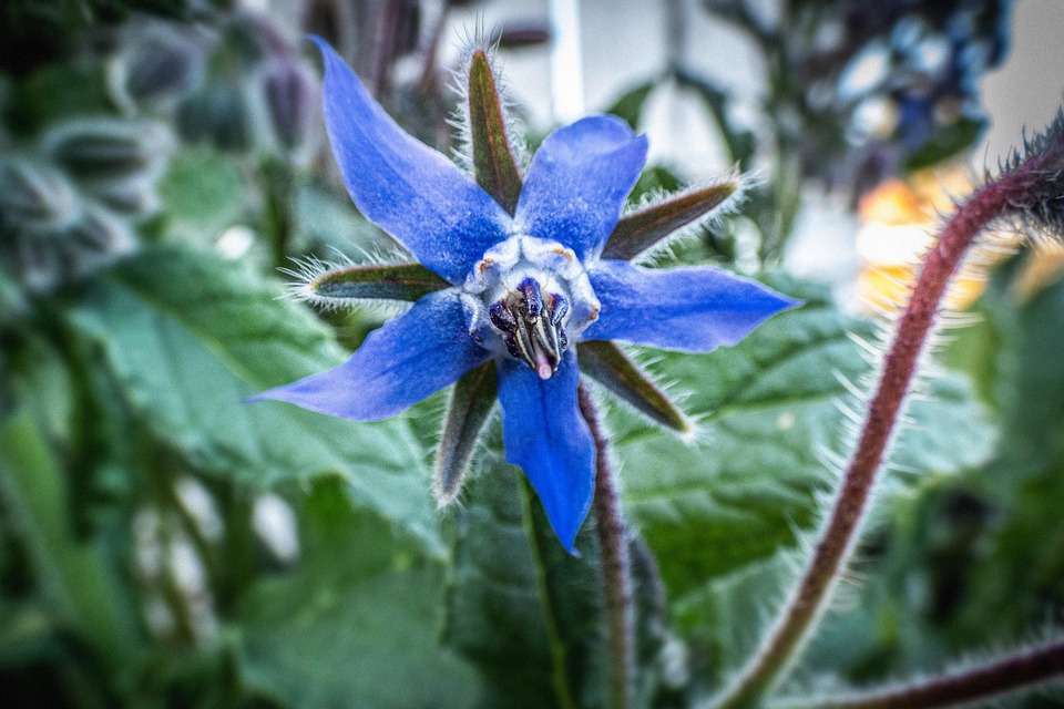 Flower Borage Garden - Free photo on Pixabay