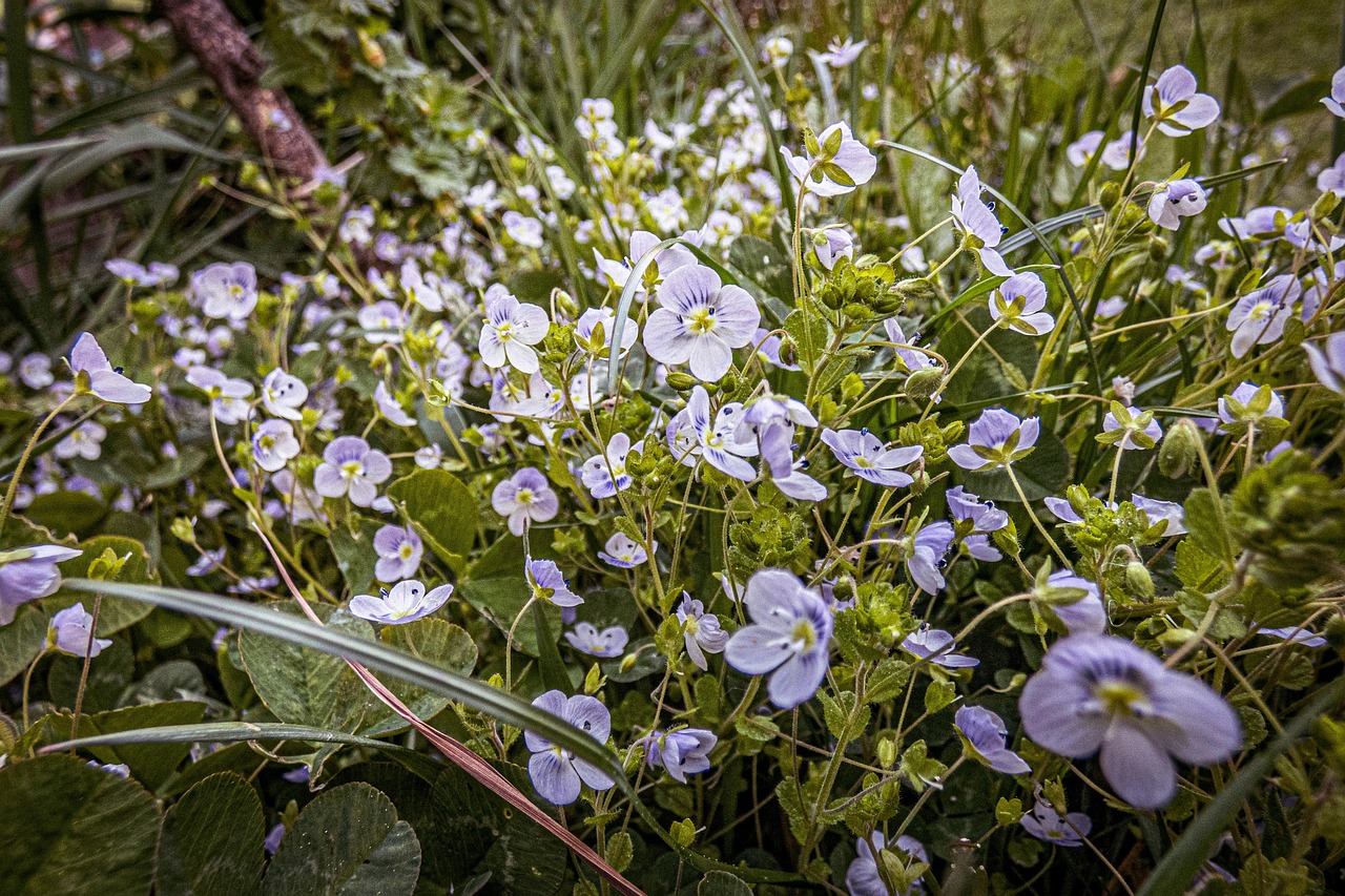 Blomster Stedmoderblomst Have - Gratis foto på Pixabay - Pixabay