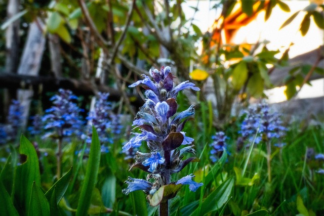 Primavera Jardim Prado - Foto gratuita no Pixabay