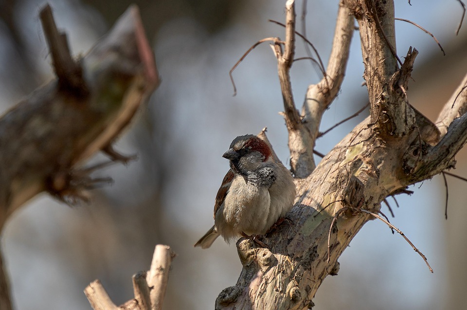 Sparrow Bird Pens - Free photo on Pixabay