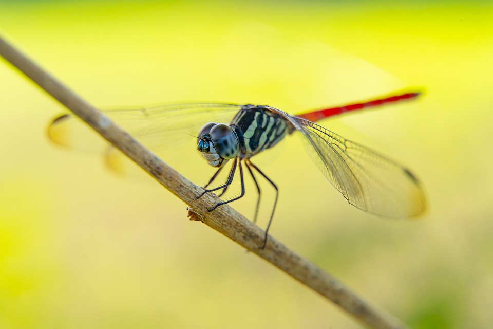 Dragon-Fly Insect Wings - Free photo on Pixabay - Pixabay