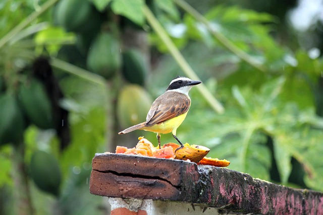 Bird Pens Plumage - Free photo on Pixabay