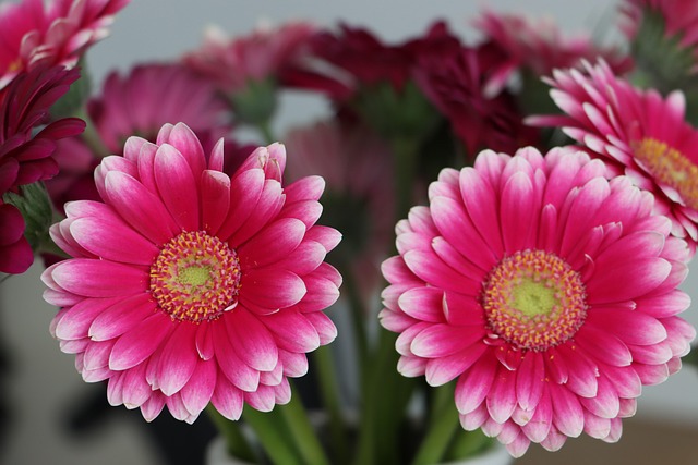 Flower Gerbera Bunch Of Flowers - Free photo on Pixabay