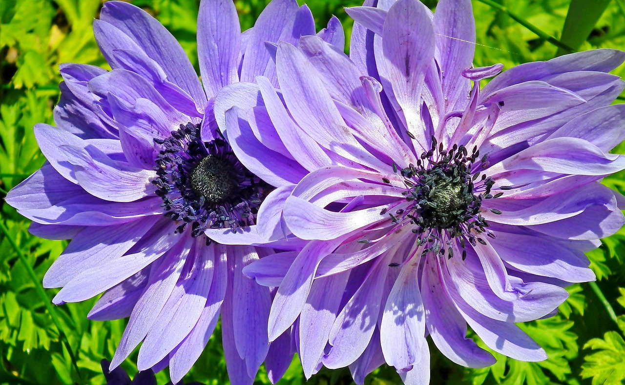 Flowers Anemones Spring - Free photo on Pixabay - Pixabay