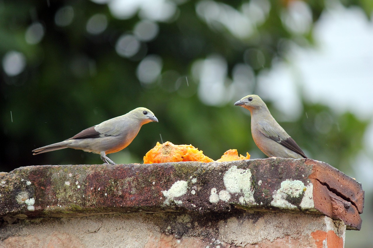 Birds Palm Tanager Little Bird - Free photo on Pixabay