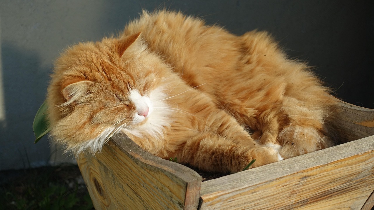 Plus de 100 images de Chats Roux et de Chat - Pixabay