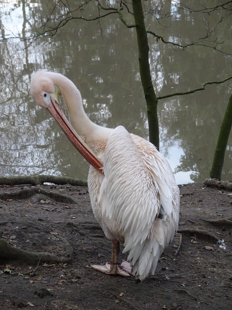Bird Pelican Animal - Free photo on Pixabay