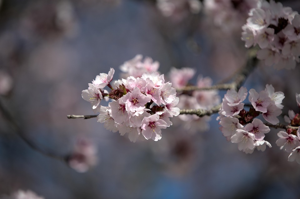Blomma Bloom Träd - Gratis foto på Pixabay - Pixabay