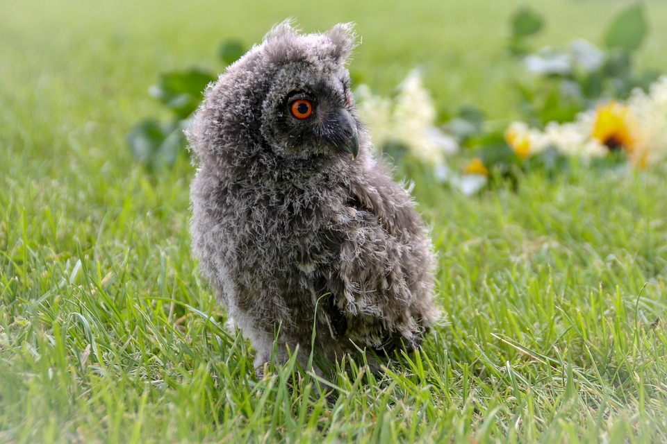 Vogel Baby Eule Kleine - Kostenloses Foto auf Pixabay