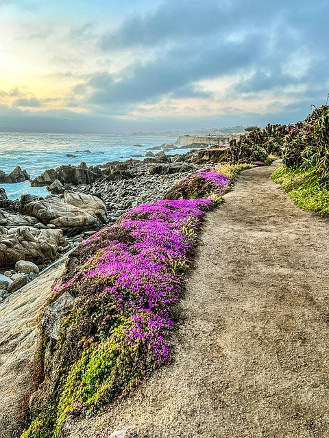 Ice Plant Pacific Grove - Free photo on Pixabay