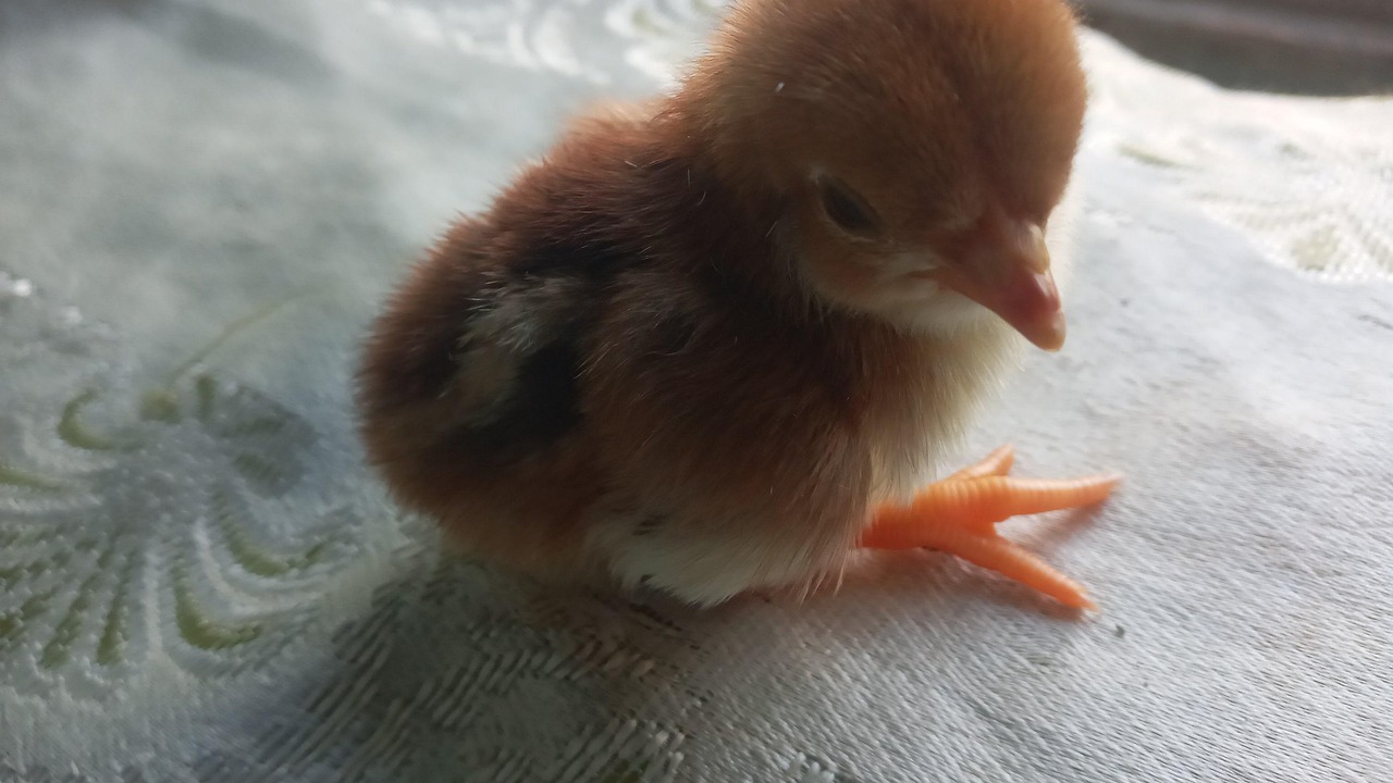 Chicken Farm Animals - Free photo on Pixabay - Pixabay