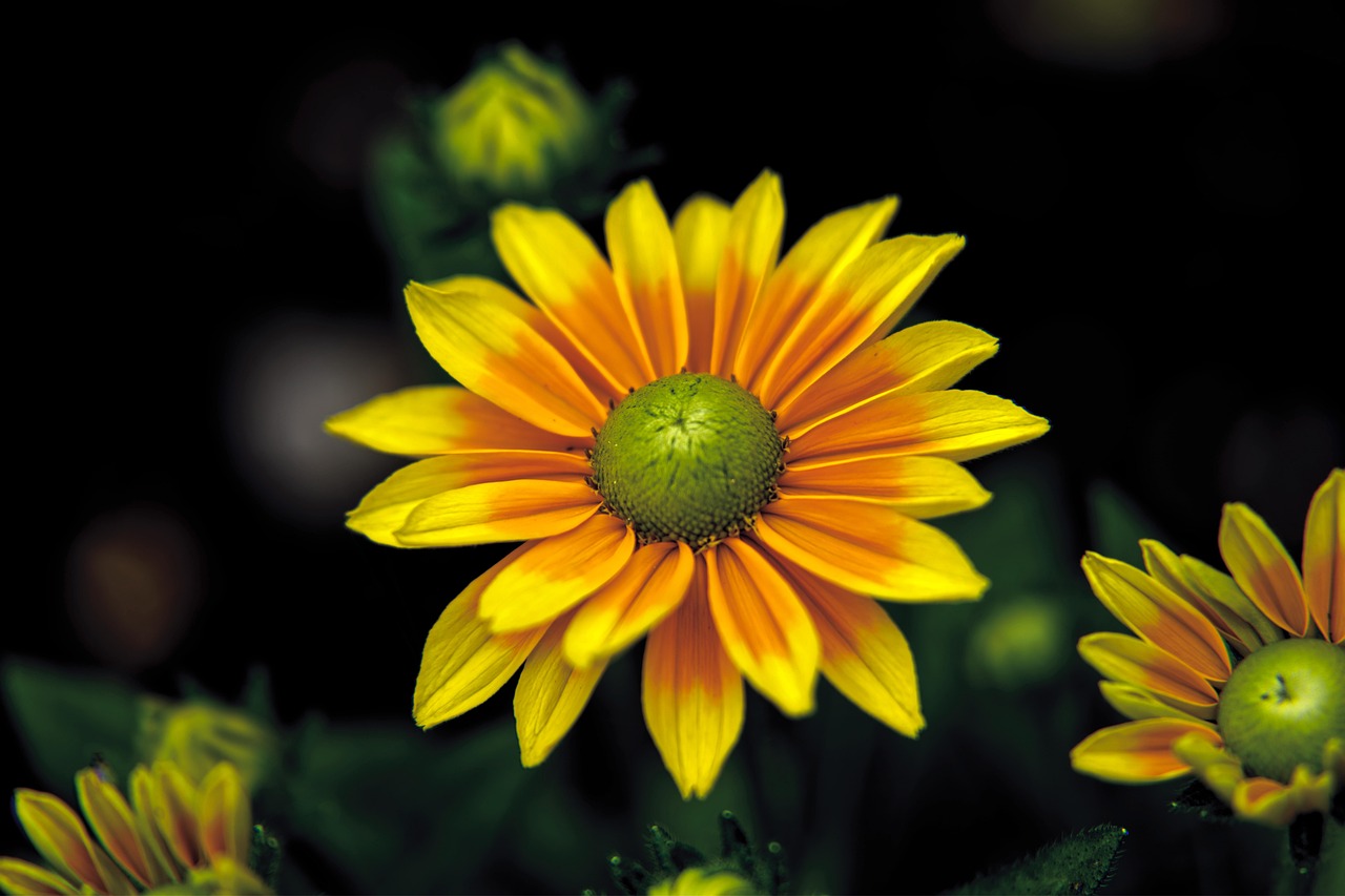 Flores De Color Amarillo - Foto gratis en Pixabay - Pixabay