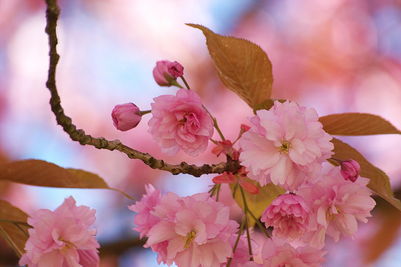 Cherry Blossoms Pink Flowers - Free photo on Pixabay