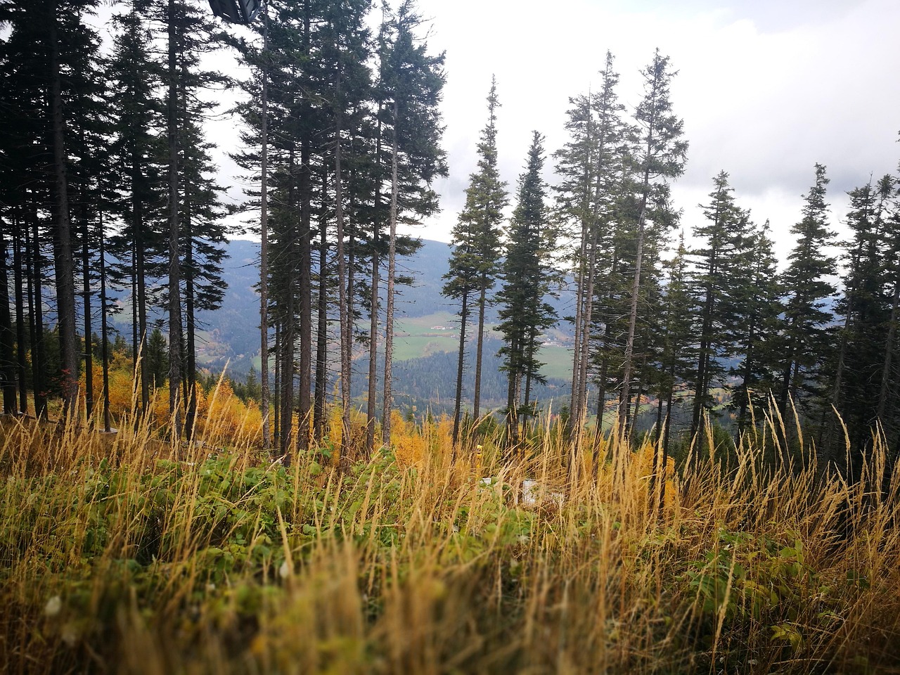 Alps Pine Trees Forest - Free photo on Pixabay - Pixabay