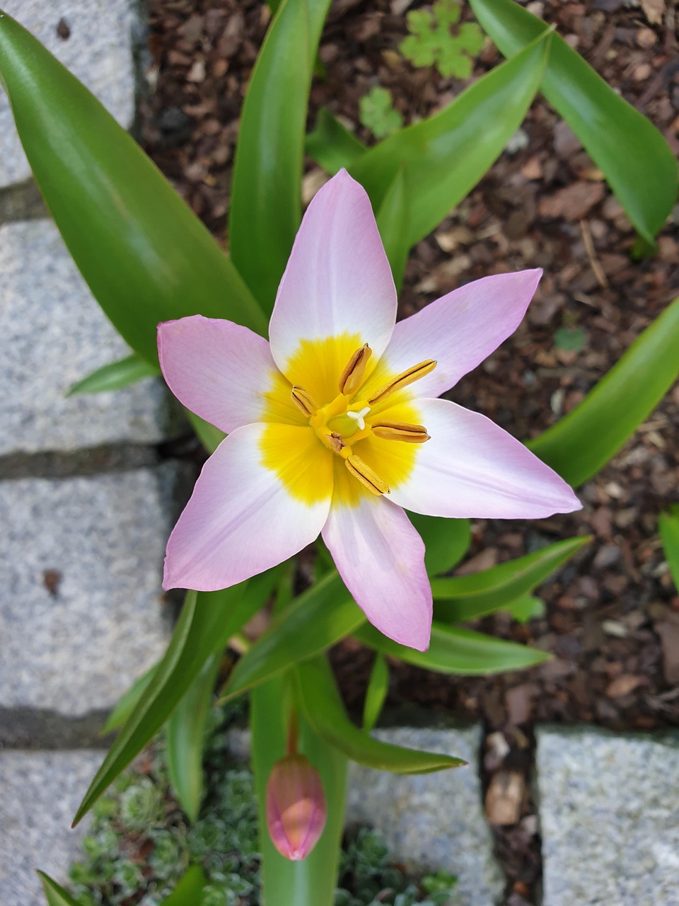 Tulipa Saxatilis - Foto gratuita no Pixabay - Pixabay