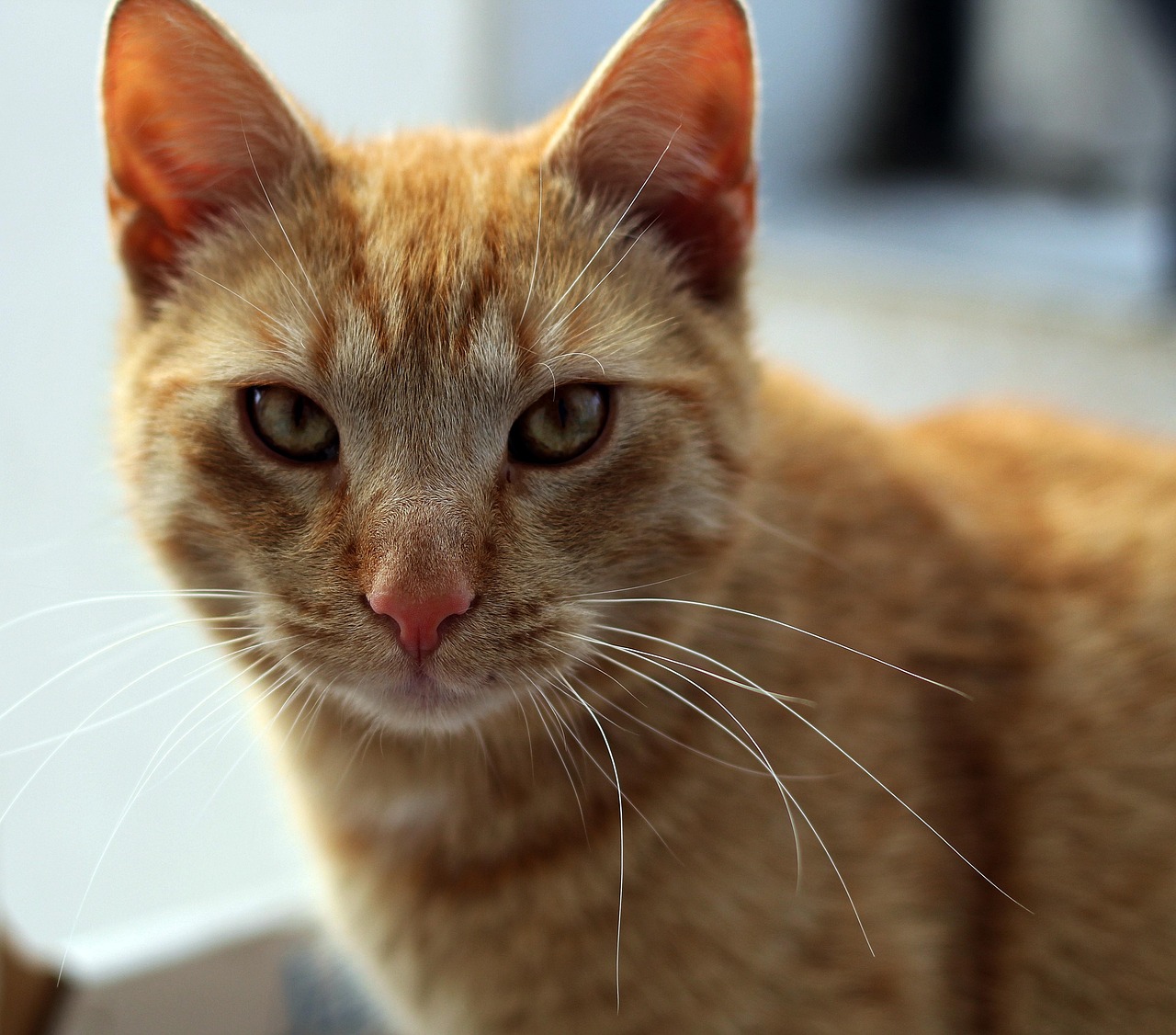 Cat Félin Animal - Photo gratuite sur Pixabay - Pixabay
