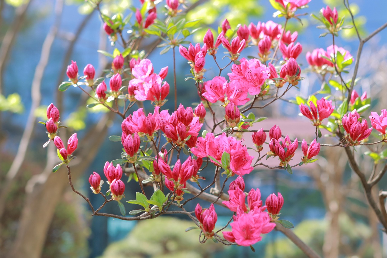Azalea Bunga-Bunga Tanaman - Foto gratis di Pixabay - Pixabay