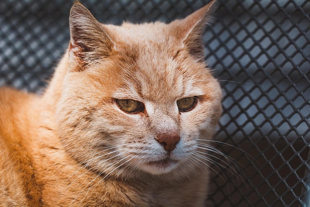 Katze Kater Hauskatze - Kostenloses Foto auf Pixabay