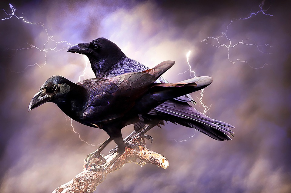 Ravens Storm Lightning - Free photo on Pixabay