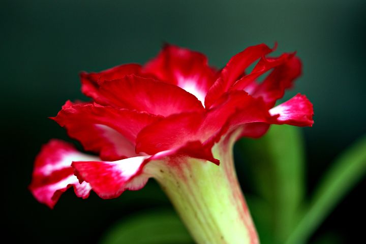 200+ Free Adenium Flower & Adenium Photos - Pixabay