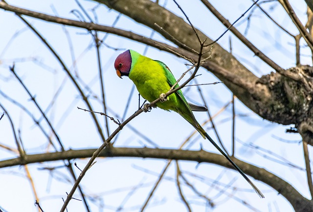 Parakeet Bird Perched - Free photo on Pixabay