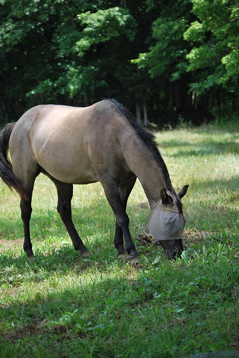 Animal Sauvage Sur Le Terrain - Photo gratuite sur Pixabay