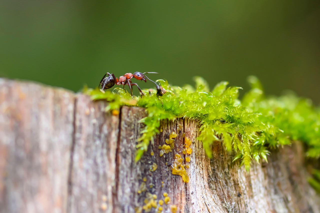 Röd Trämyra Myra Insekt - Gratis foto på Pixabay