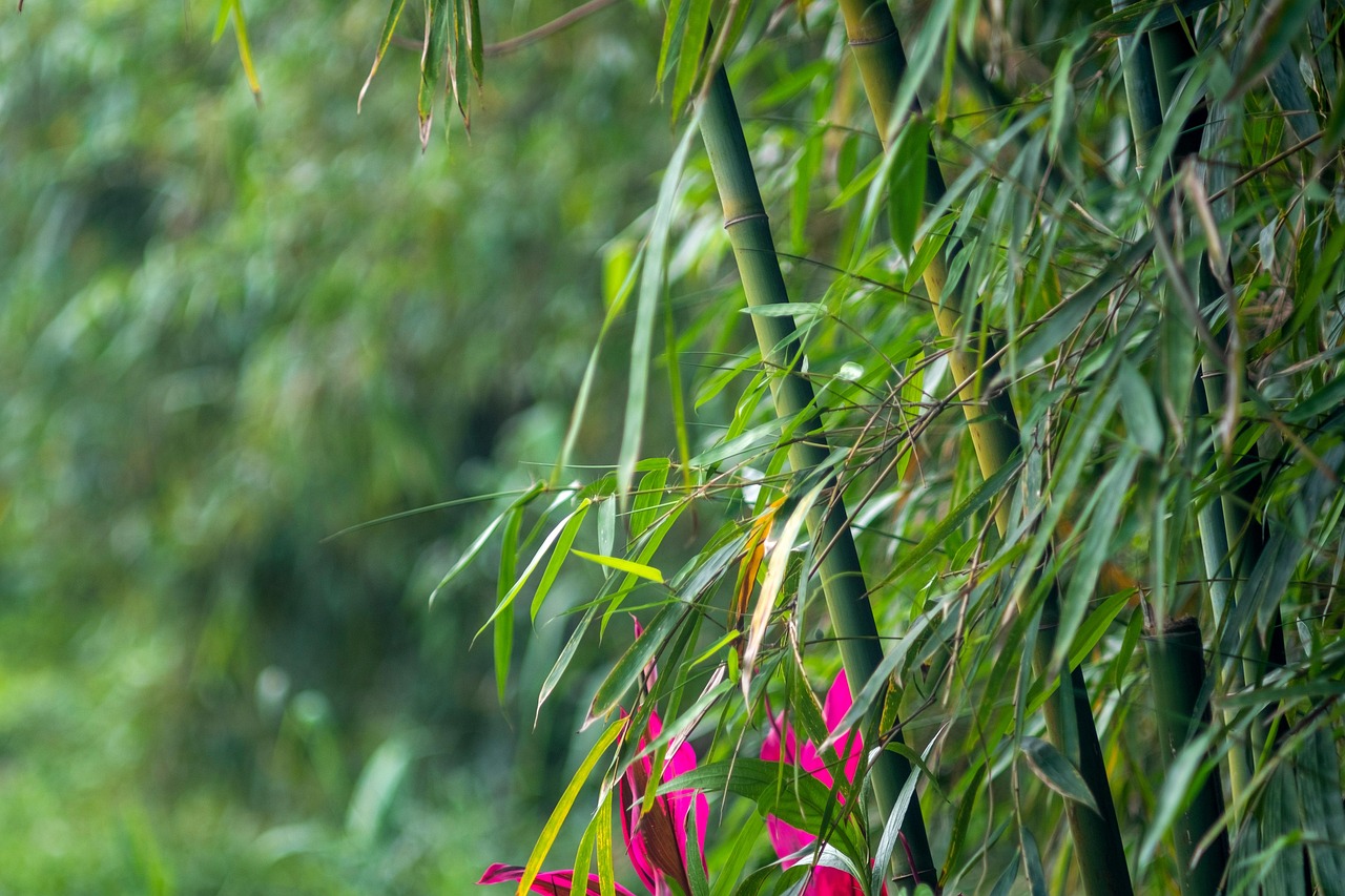 2,000+ Free Bamboo Pictures and Images in Hi-Res - Pixabay
