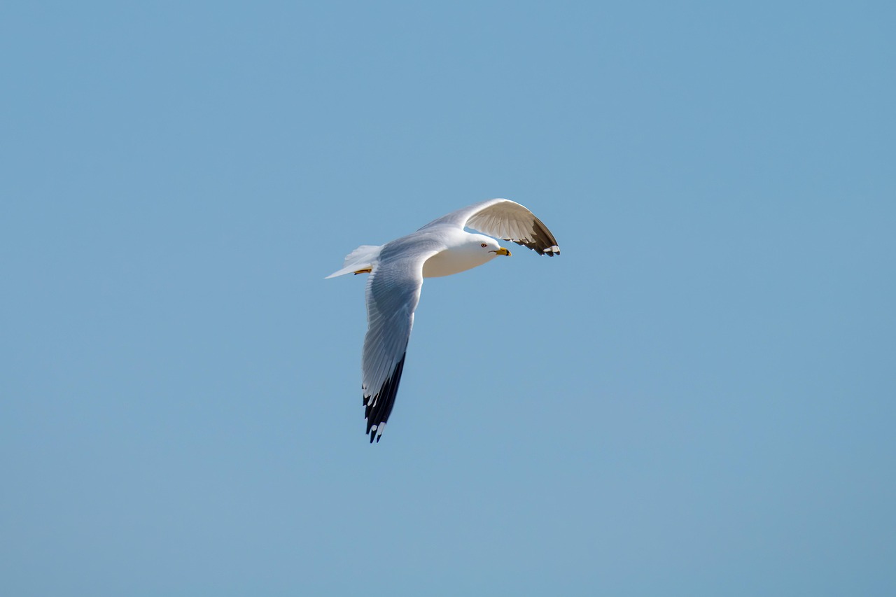Bird Gull Seagull Flying - Free photo on Pixabay - Pixabay