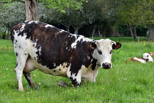 Sapi Padang Rumput Ternak - Foto gratis di Pixabay - Pixabay